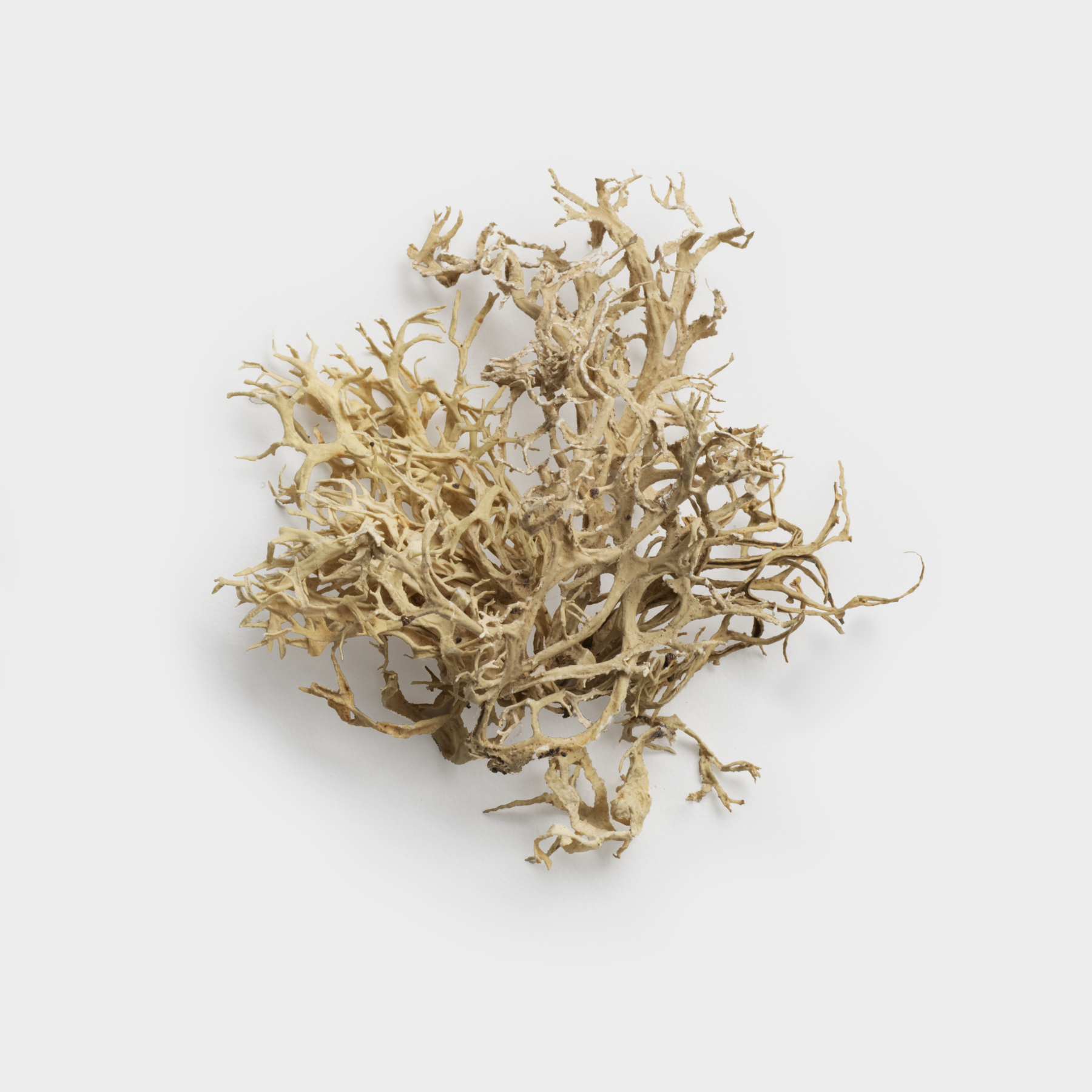 Sheringham Distillery: Discover the Elegance of Raincoast Gin